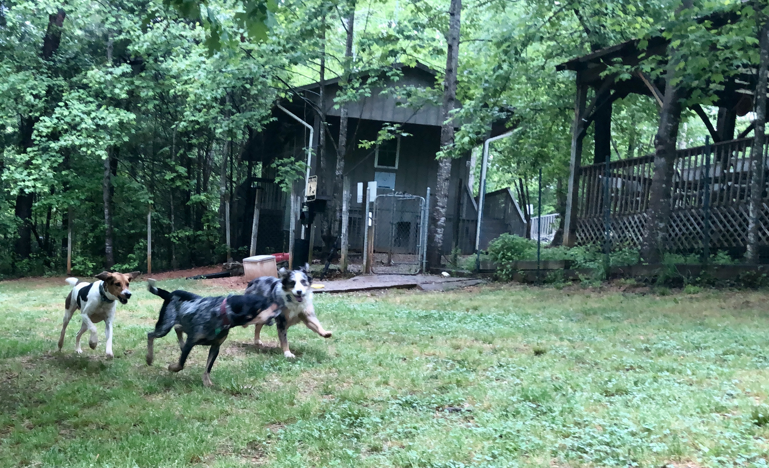 4 Paws Kingdom Campground and Dog Resort – Adventures With Sophie